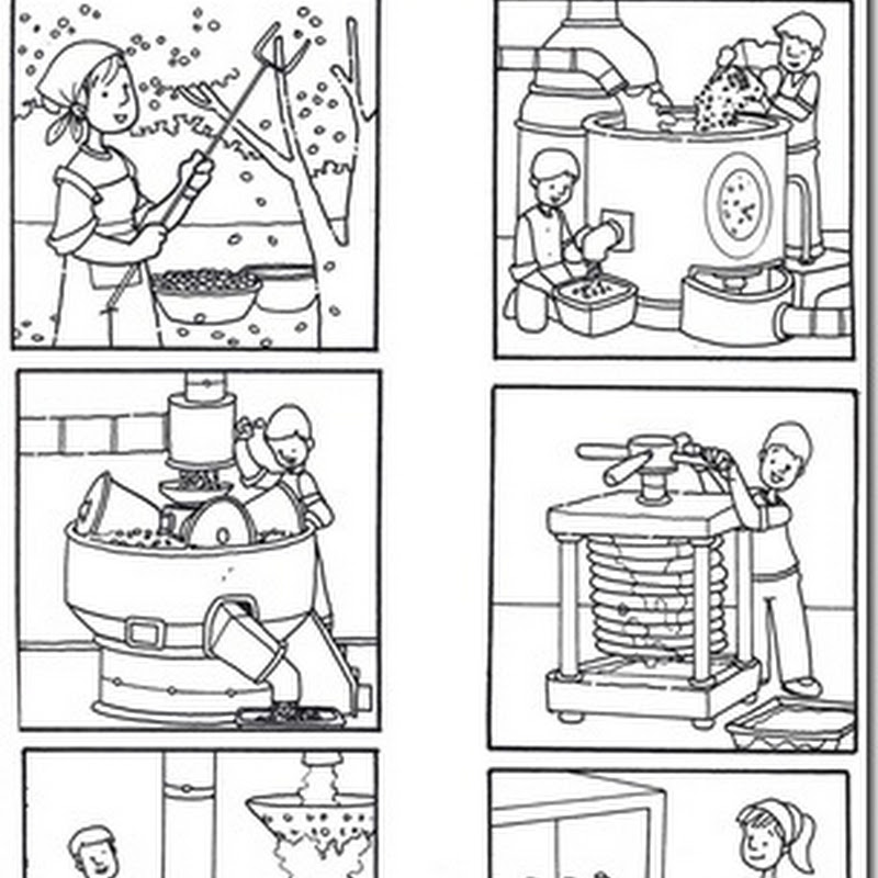 Ciclo del aceite de oliva para colorear - Colorear dibujos infantiles